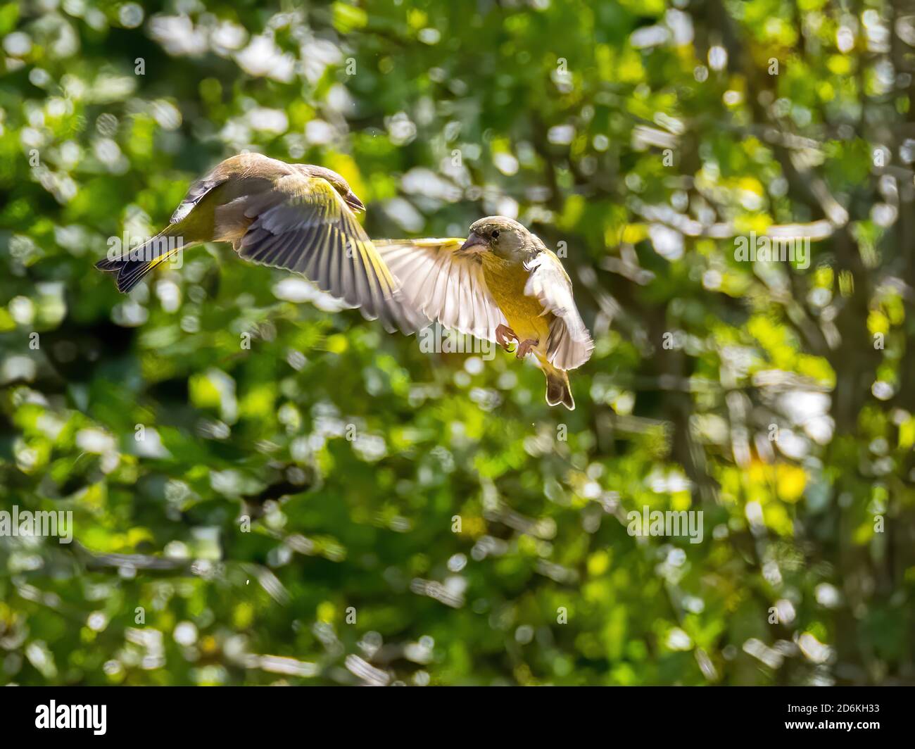 Green finch in flight Stock Photo - Alamy