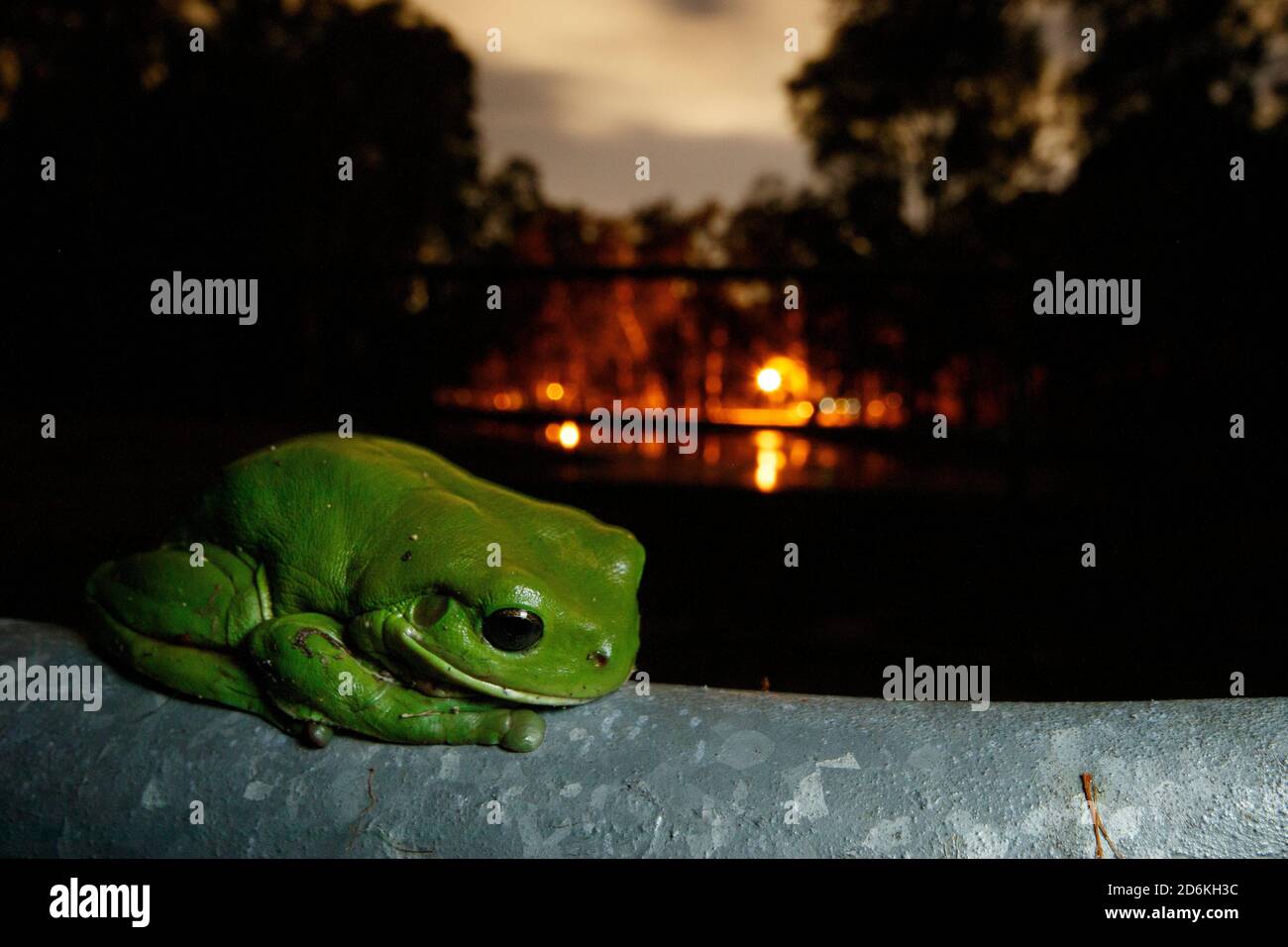 Green Tree Frog (Litoria caerulea Stock Photo - Alamy