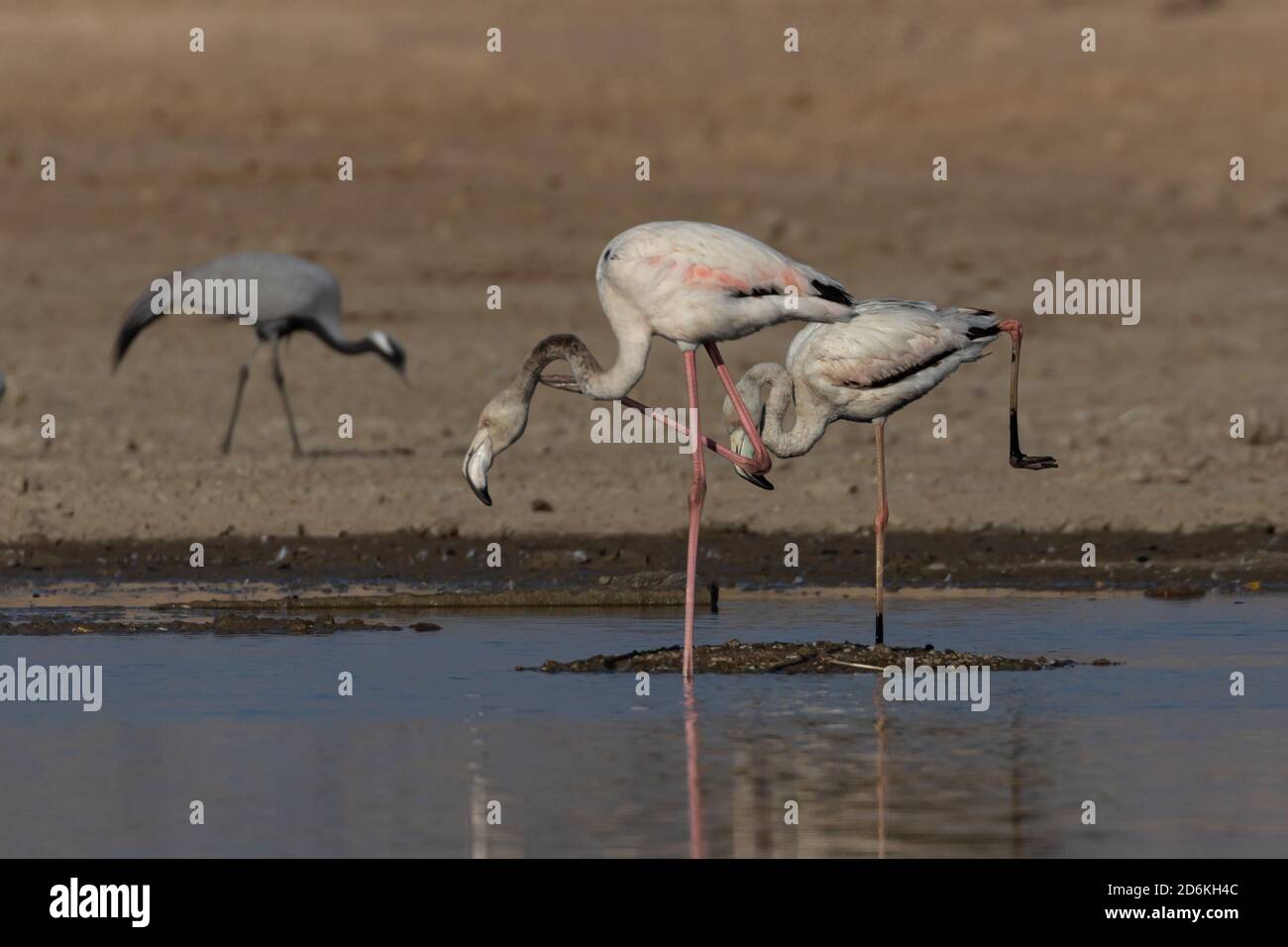 Stretching flamingo hi-res stock photography and images - Alamy