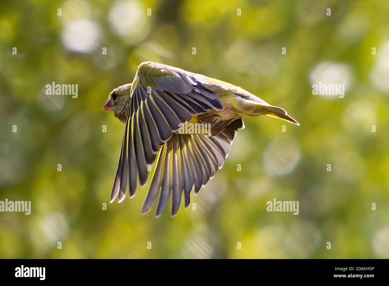 Green finch in flight Stock Photo - Alamy