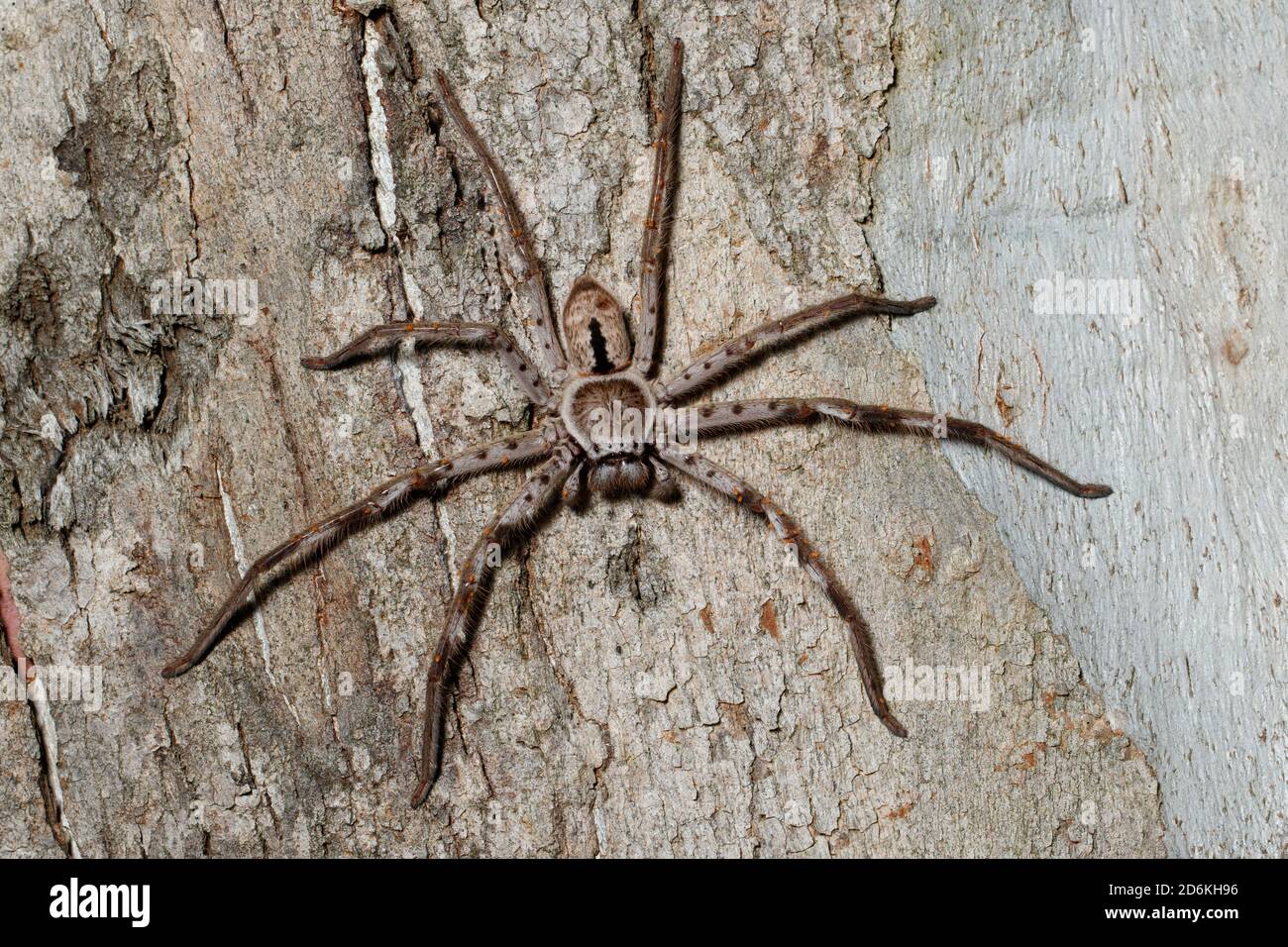 Grey Huntsman Spider (Holconia immanis) with red mites over body Stock ...