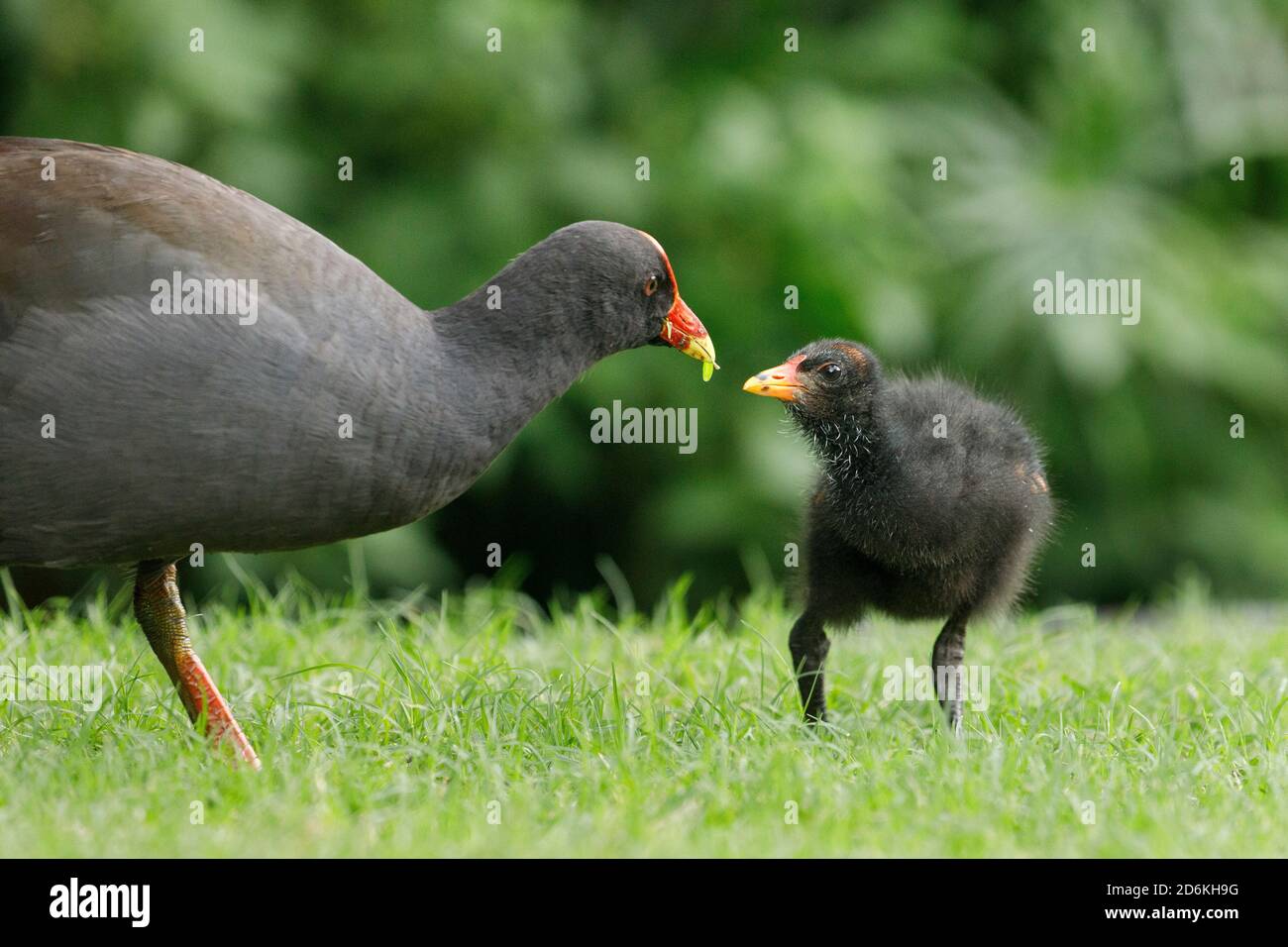 Dusky Moorhen (Gallinula tenebrosa) adult feeding young chick Stock ...