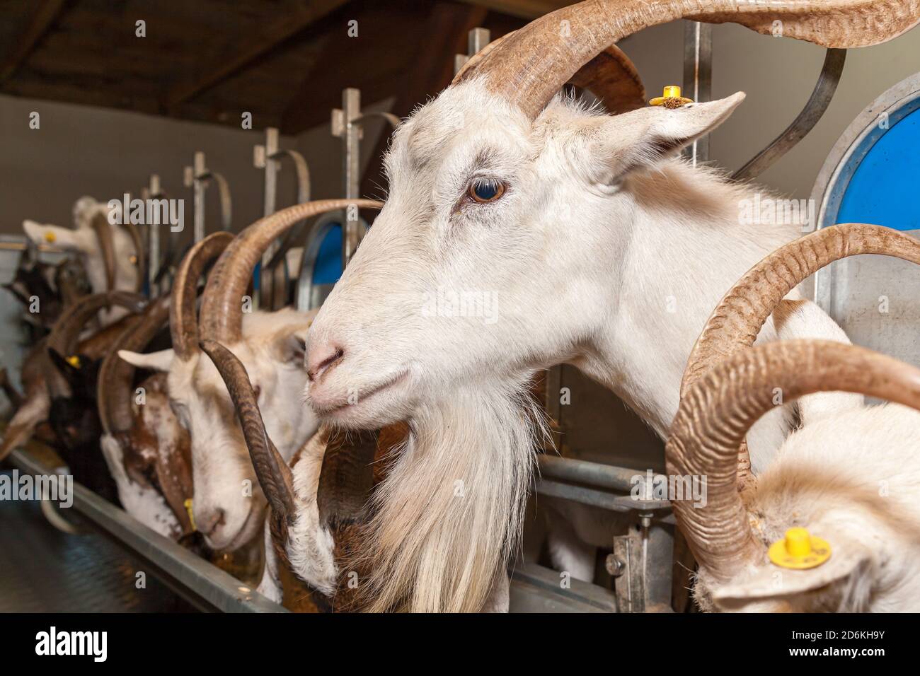 Goat paddock in an eco-farm, goats eat grain. Eco farm for the ...