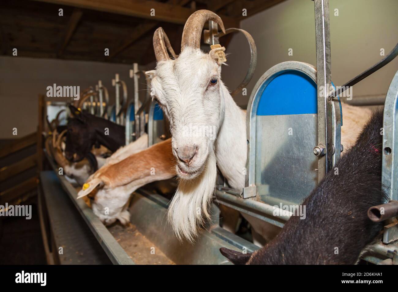 Goat paddock in an eco-farm, goats eat grain. Eco farm for the ...
