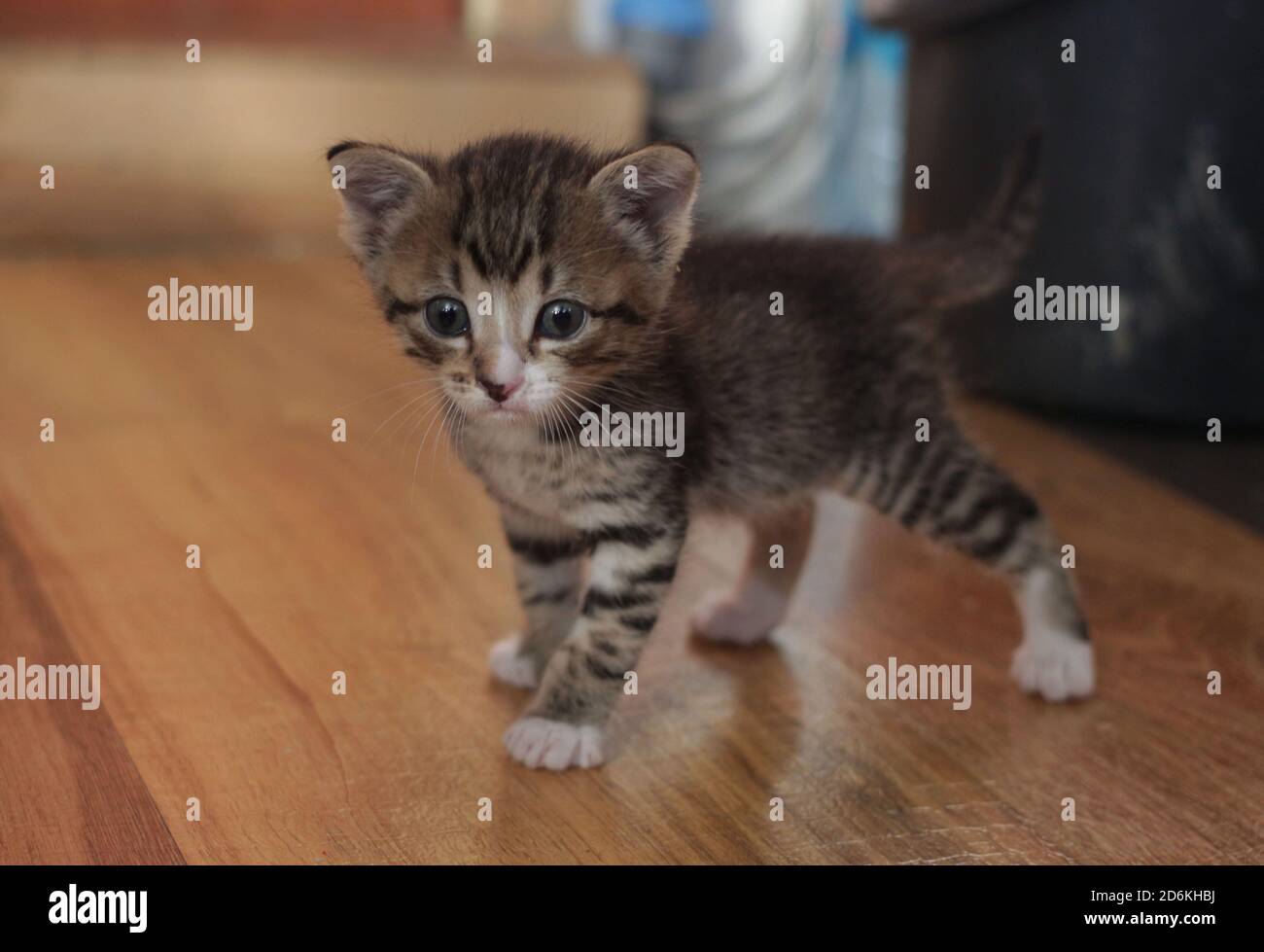 Fluffy little kitten hi-res stock photography and images - Alamy