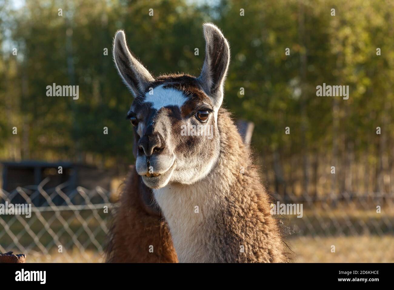 Llamas eye hi-res stock photography and images - Alamy