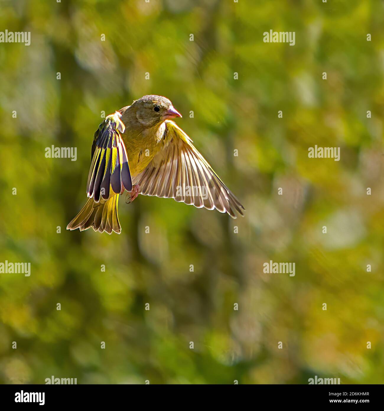 Green finch in flight hi-res stock photography and images - Alamy