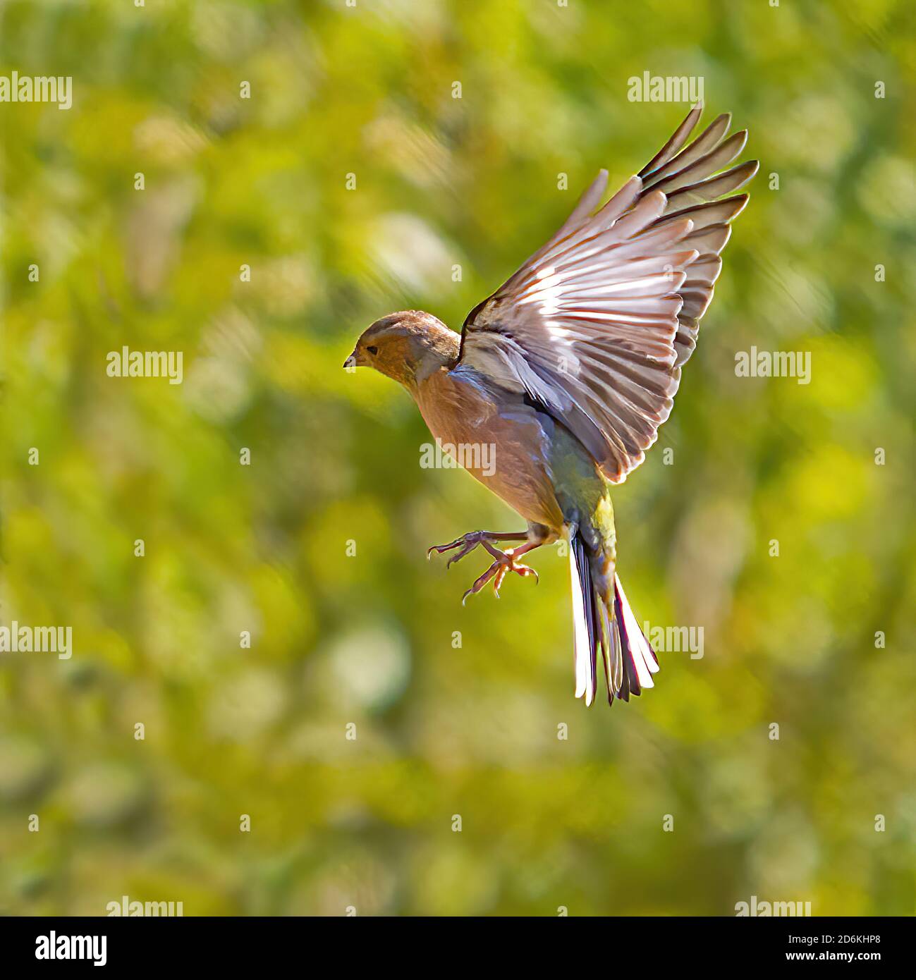 Green finch in flight Stock Photo - Alamy