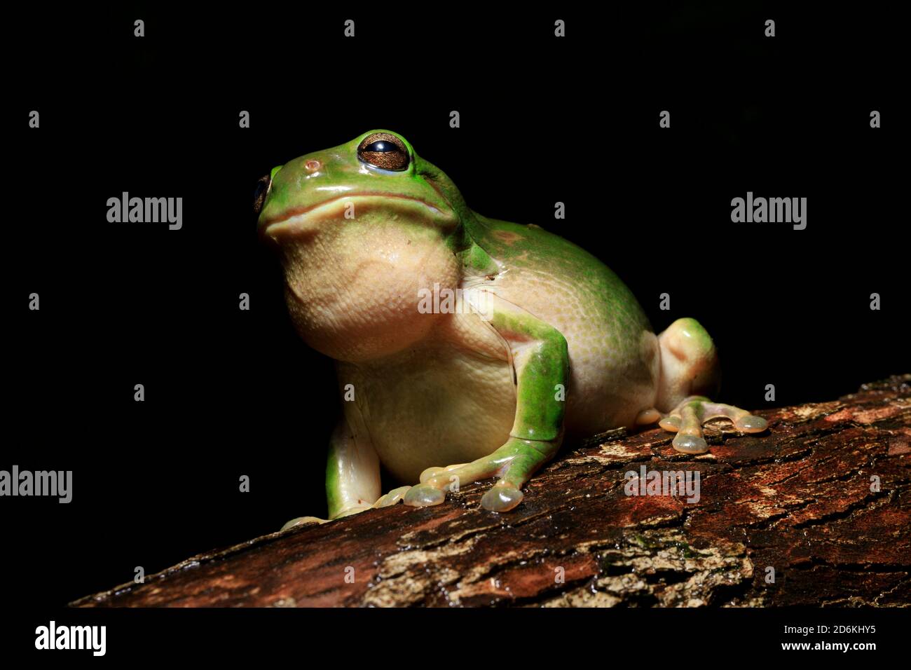 Green Tree Frog (Litoria caerulea) male calling at night Stock Photo ...