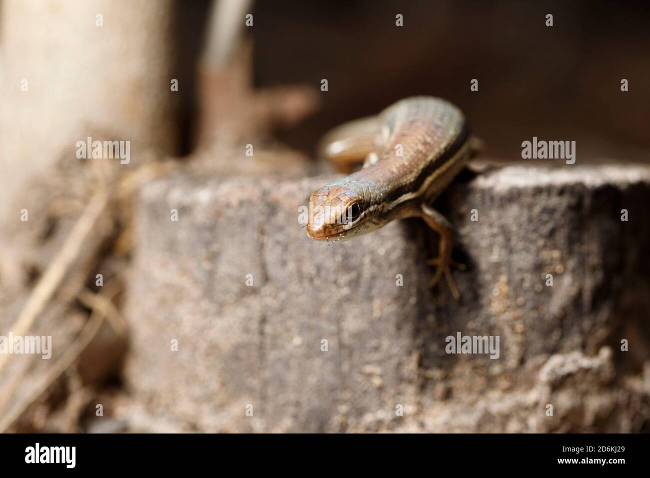 Elegant Rainbow Skink Carlia decora, female Stock Photo - Alamy