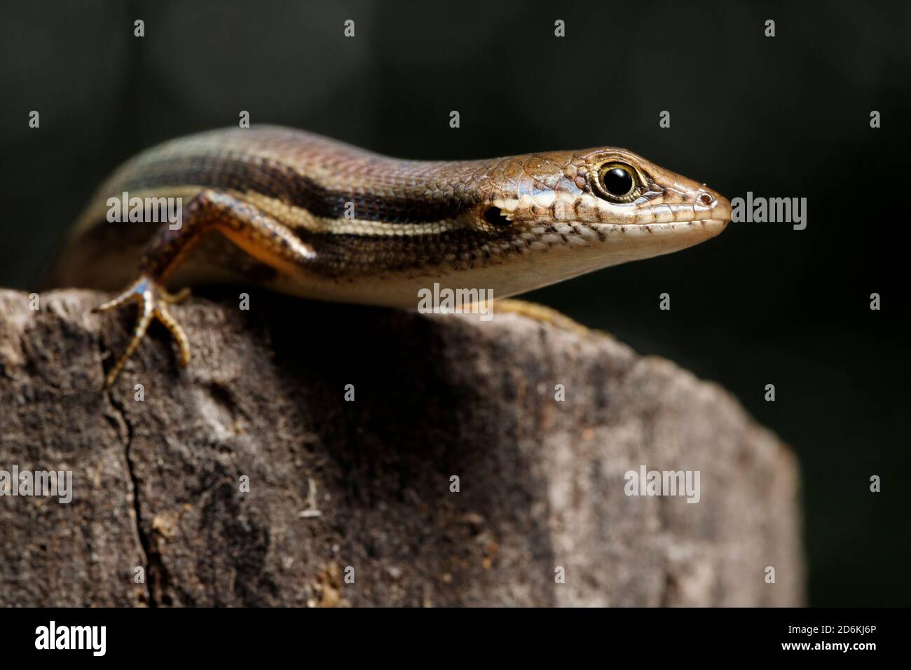 Rainbow skink hi-res stock photography and images - Alamy