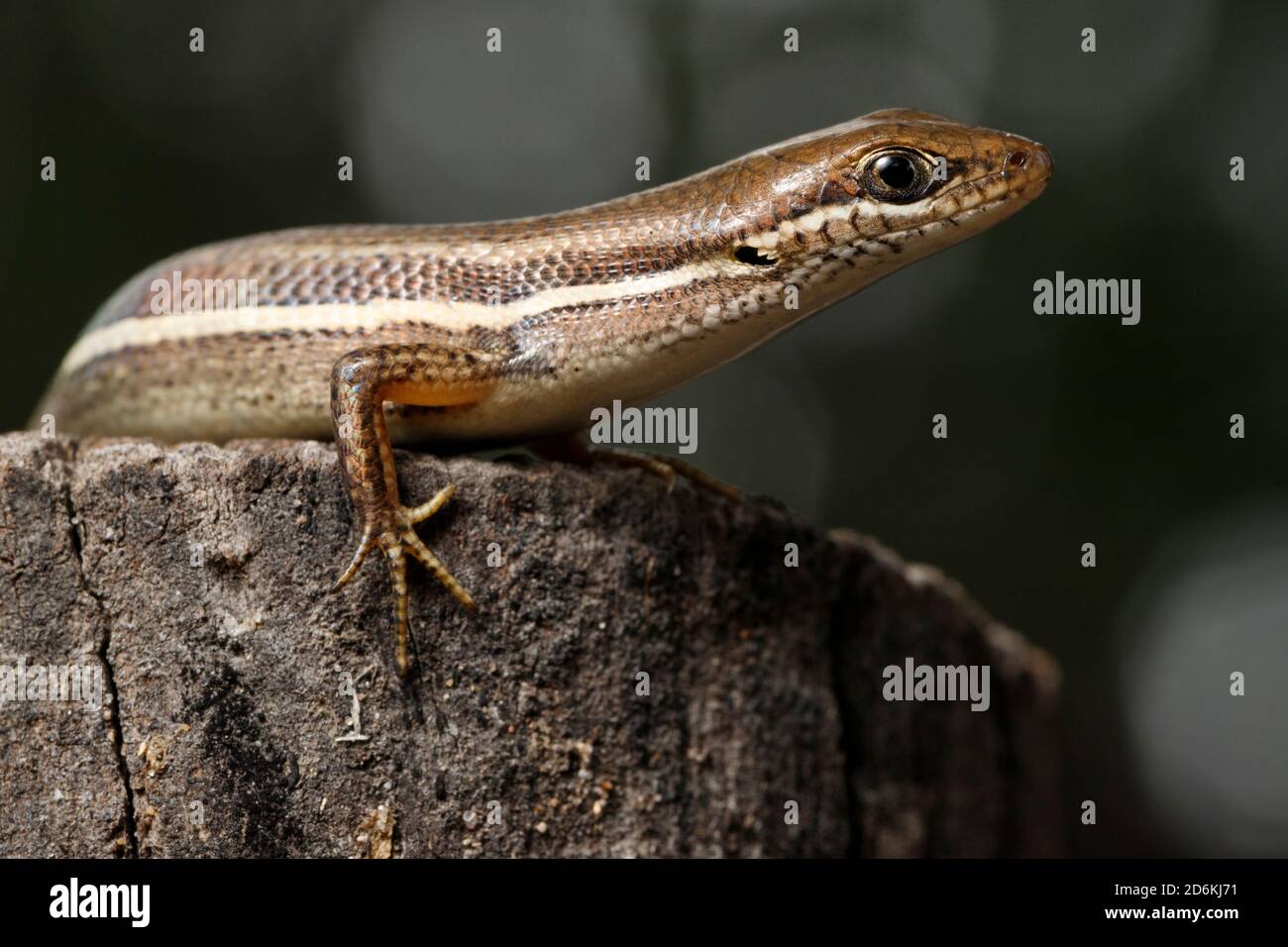 Elegant Rainbow Skink Carlia decora, female Stock Photo - Alamy