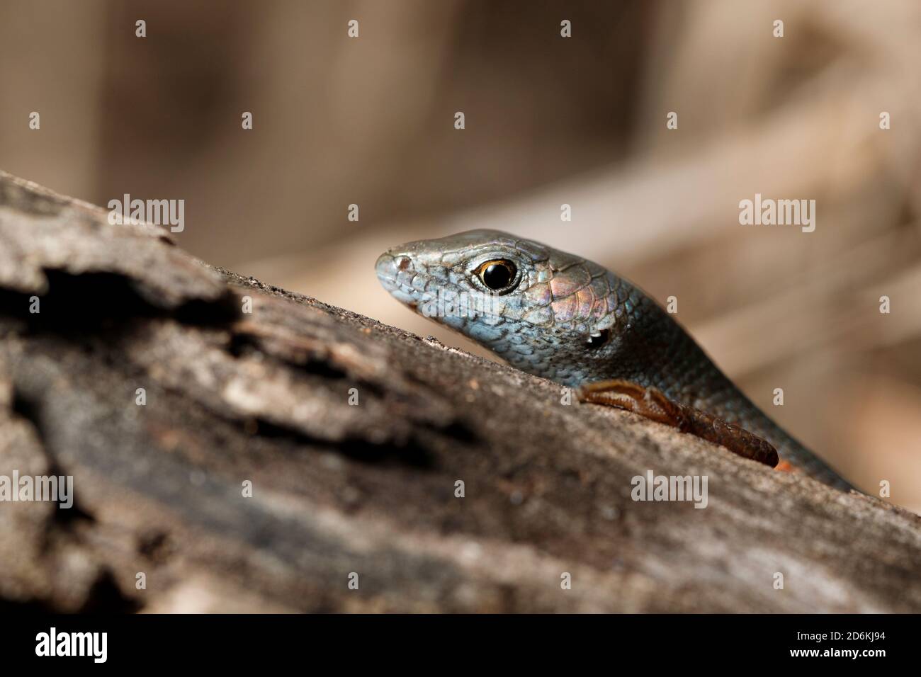 Elegant Rainbow Skink (Carlia decora) male Stock Photo - Alamy