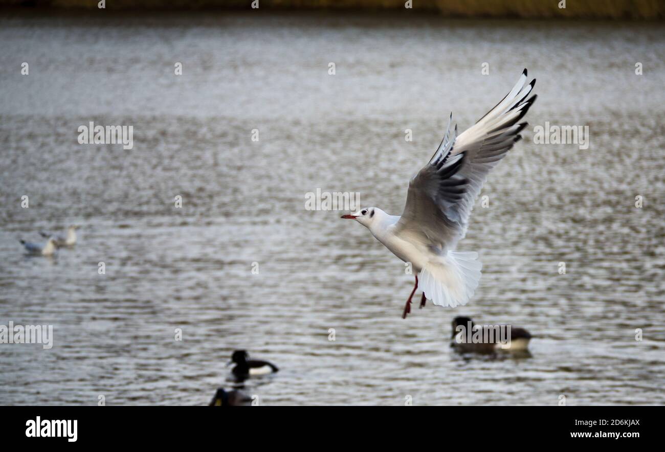 Fly over water and land hi-res stock photography and images - Alamy