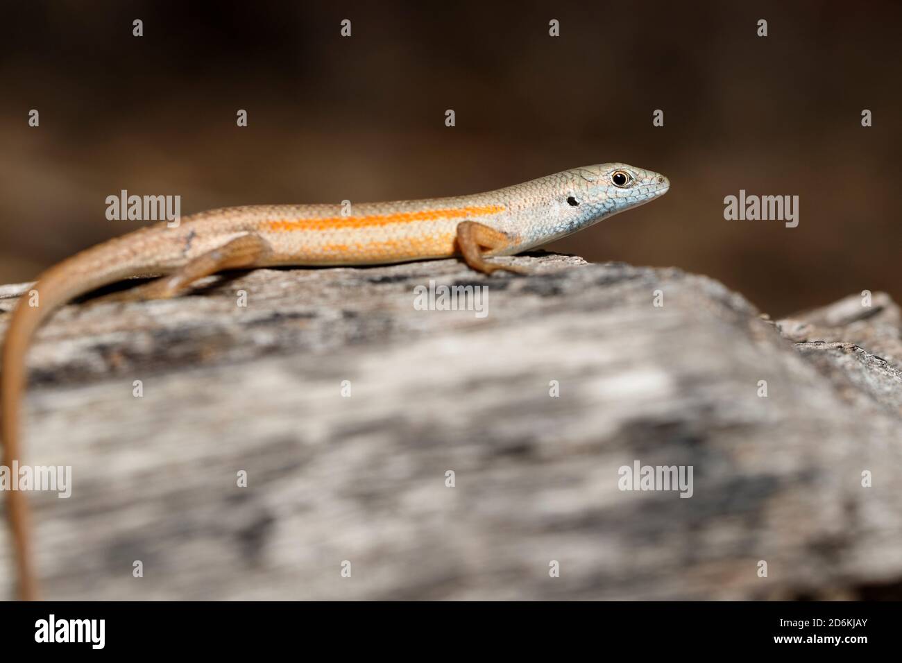Elegant Rainbow Skink (Carlia decora) male Stock Photo - Alamy