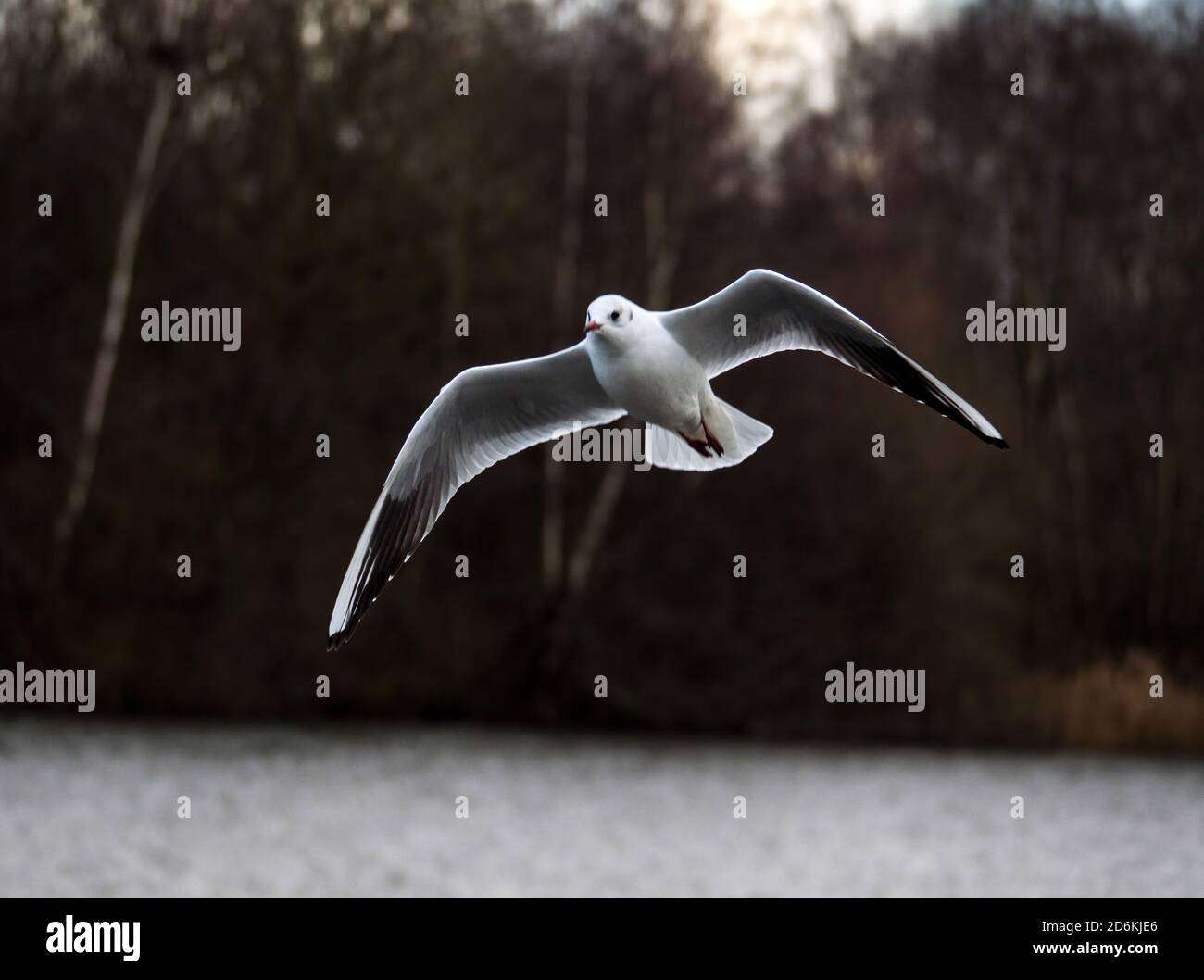 Seagull in flight over water hi-res stock photography and images - Alamy