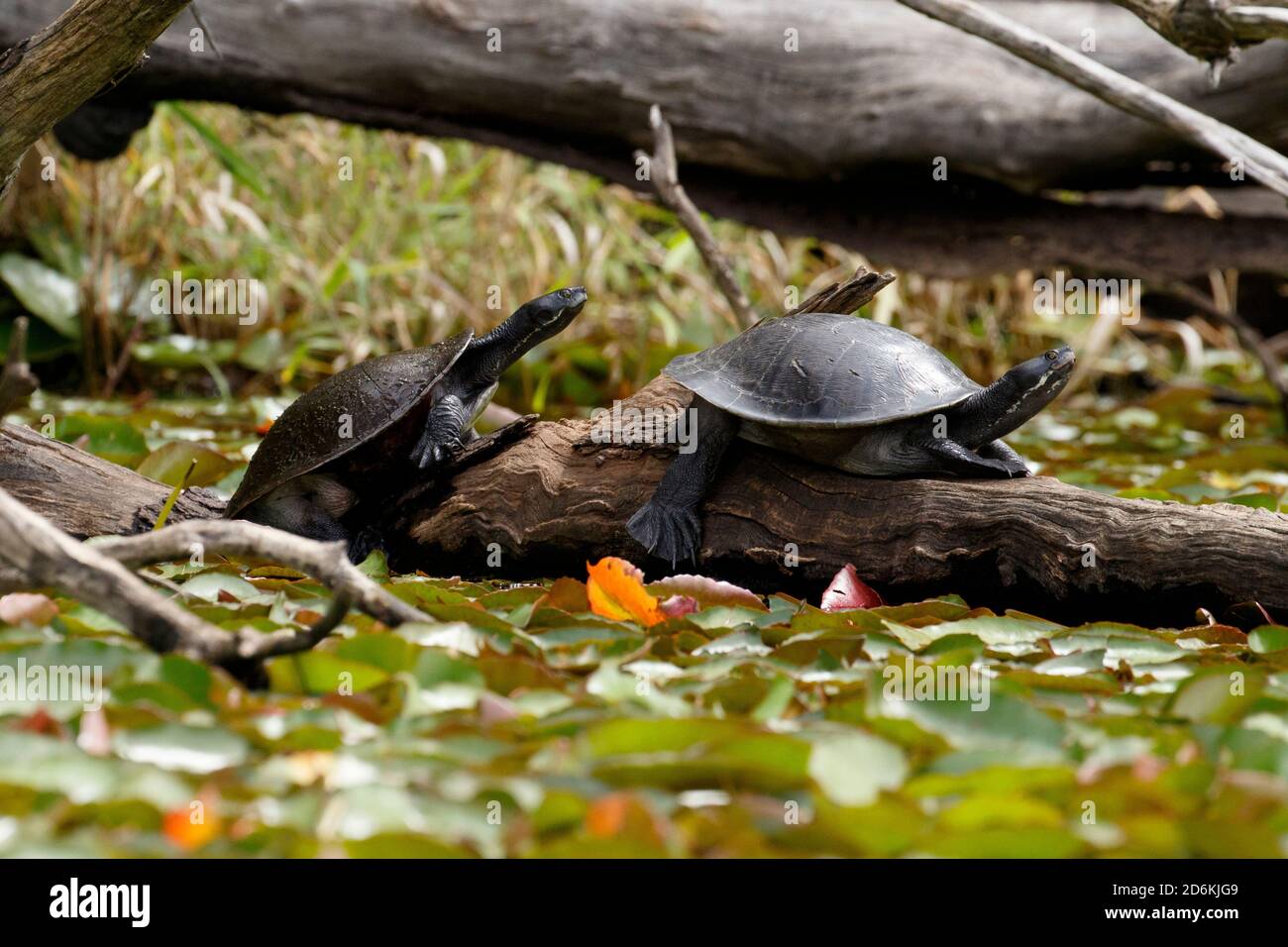 Macquarie River Turtle (Emydura macquarii) basking on log beside ...