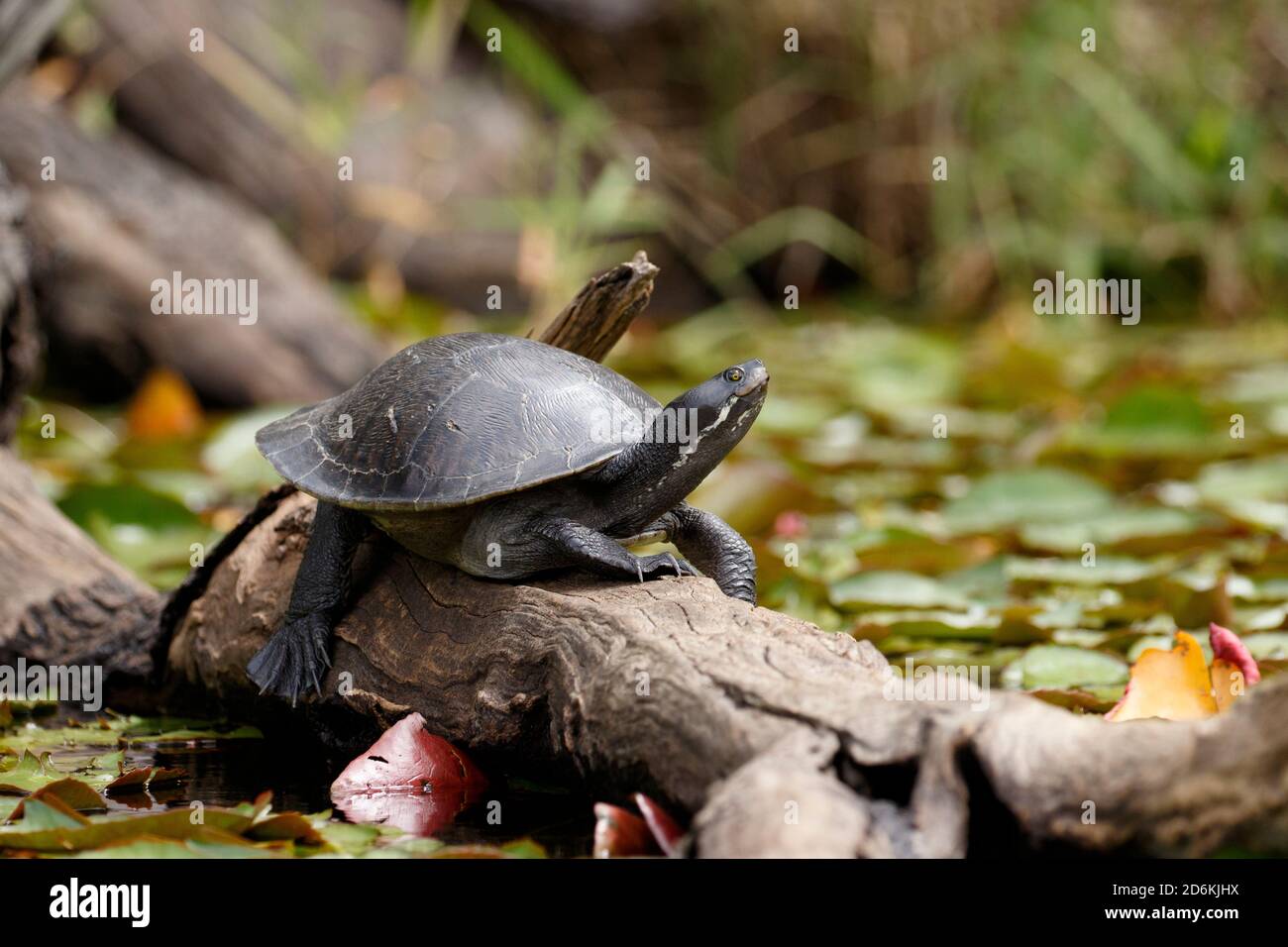 Macquarie River Turtle (Emydura macquarii) basking on log beside ...