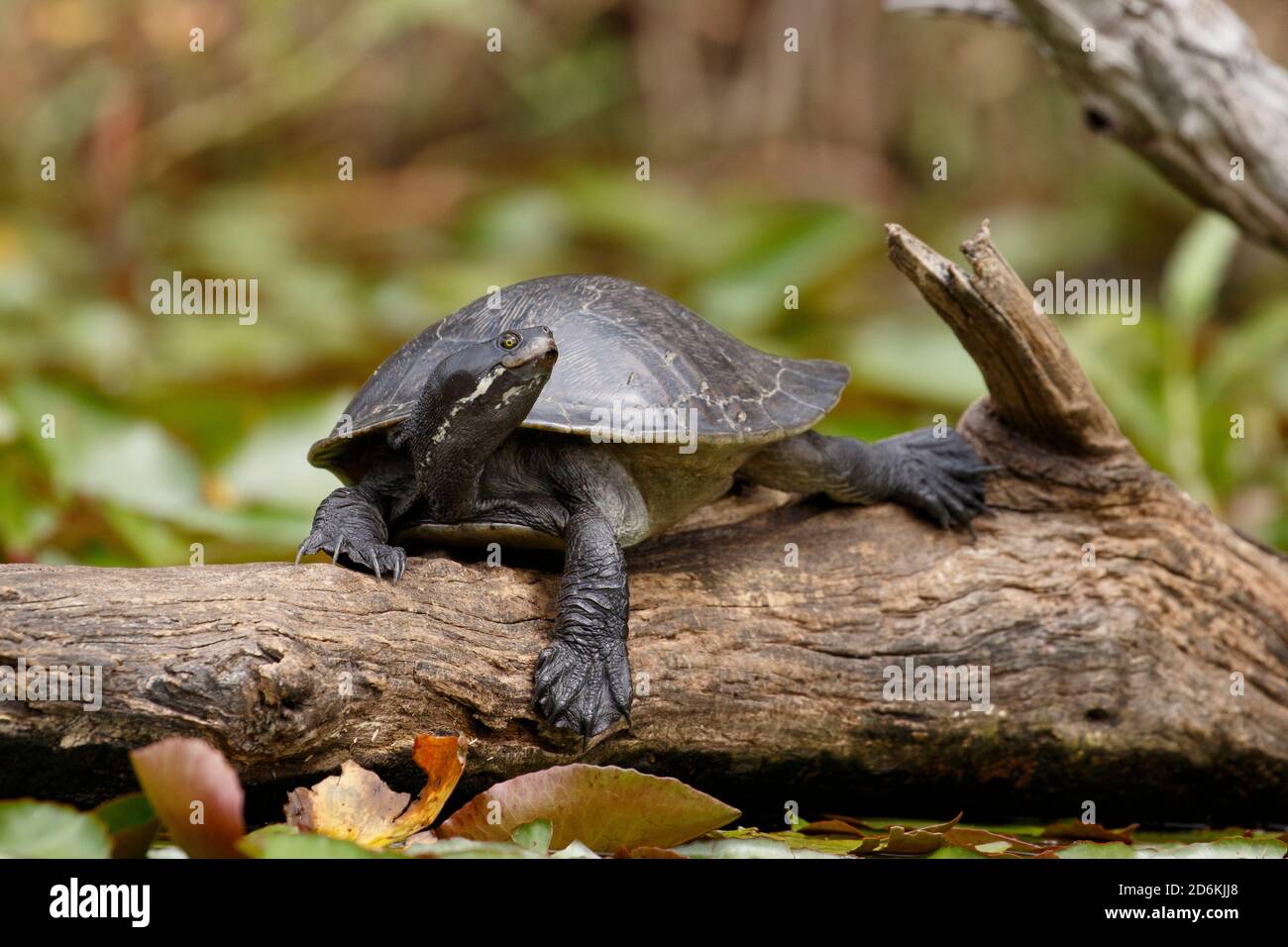 Macquarie river turtle hi-res stock photography and images - Alamy