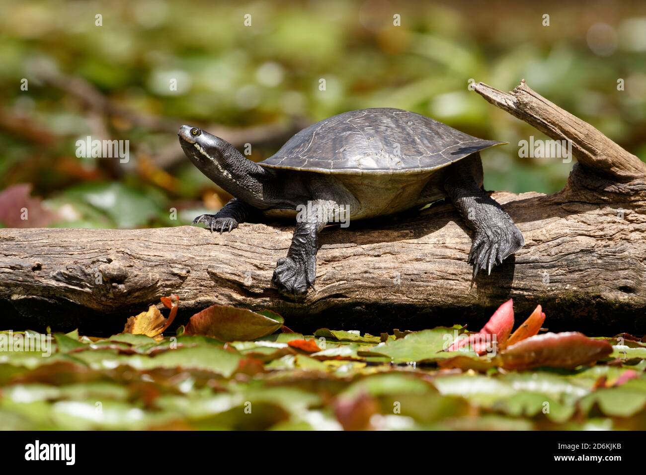 Brisbane river turtle hi-res stock photography and images - Alamy
