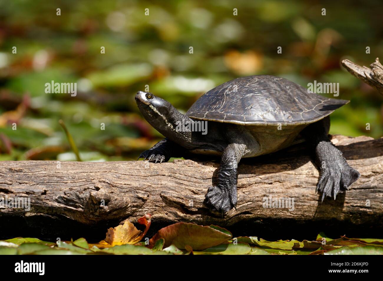 Macquarie River Turtle (Emydura macquarii) basking on log beside ...