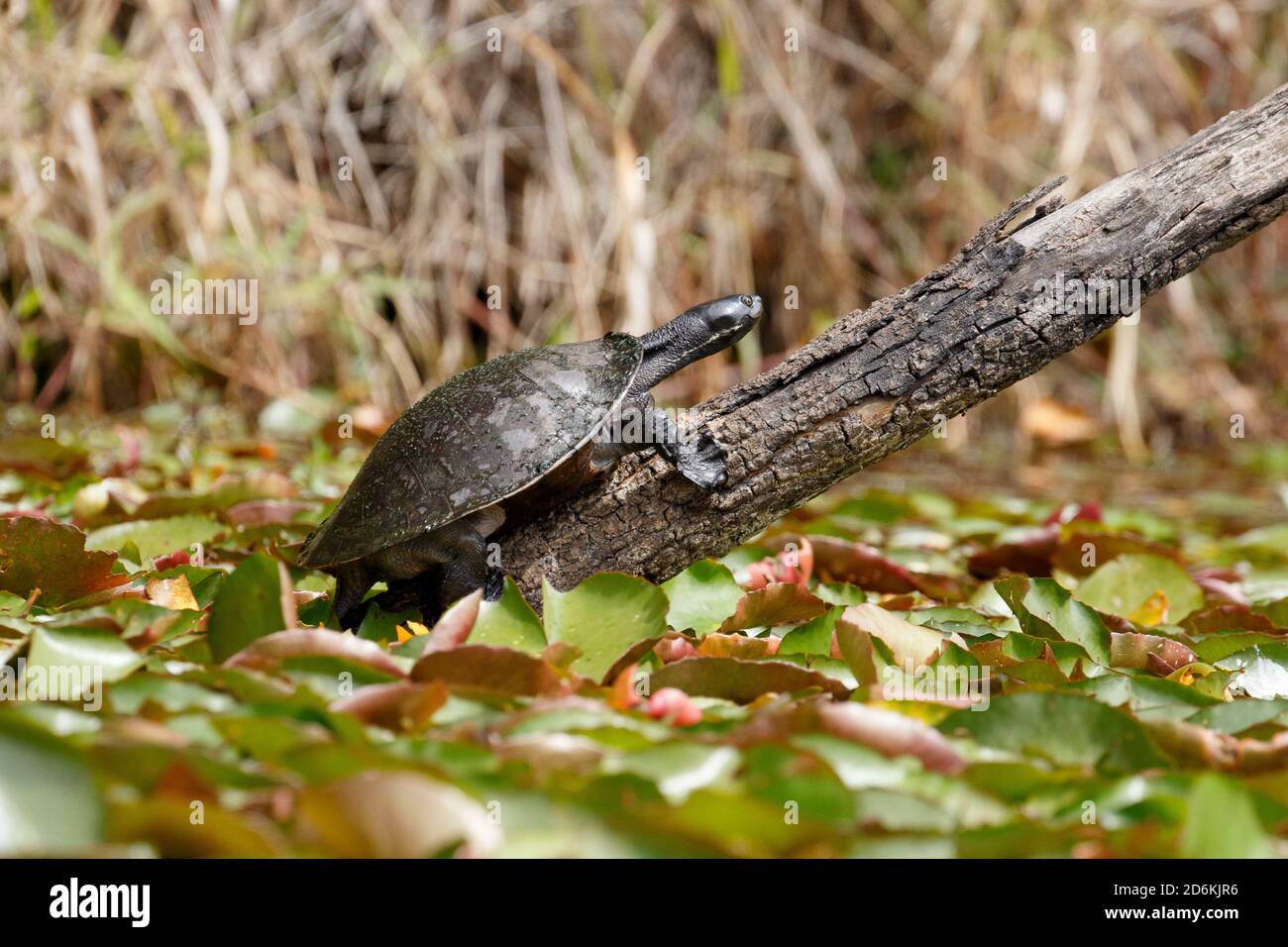 Macquarie River Turtle (Emydura macquarii) basking on log beside ...
