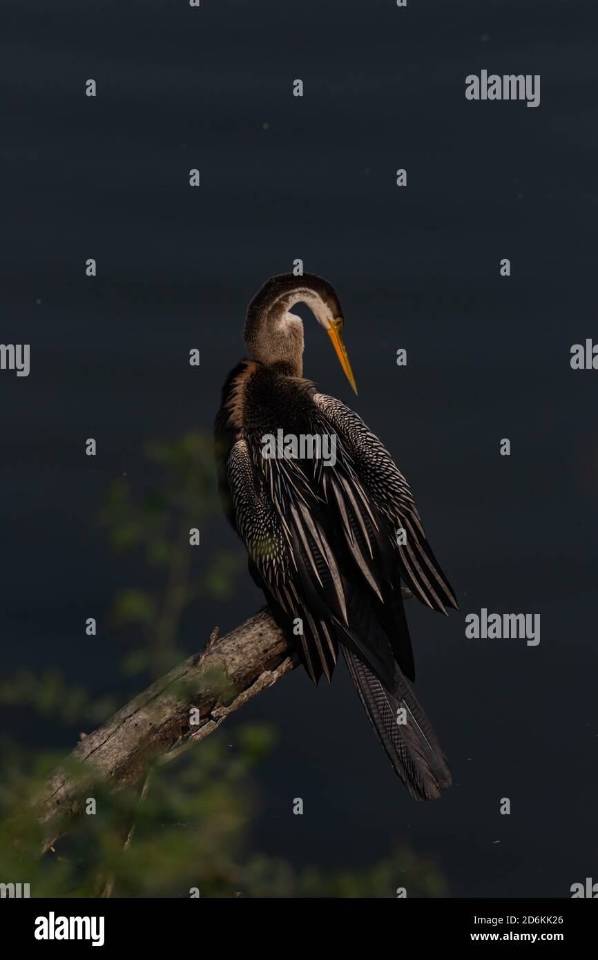 Oriental darter also called Indian darter siting on a tree branch and ...