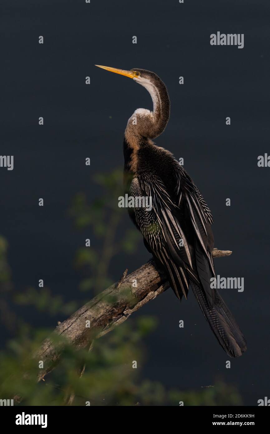 Oriental darter also called Indian darter siting on a tree branch at ...