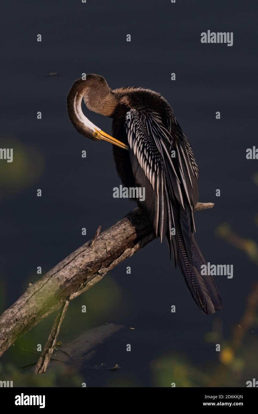 Oriental darter also called Indian darter siting on a tree branch and ...