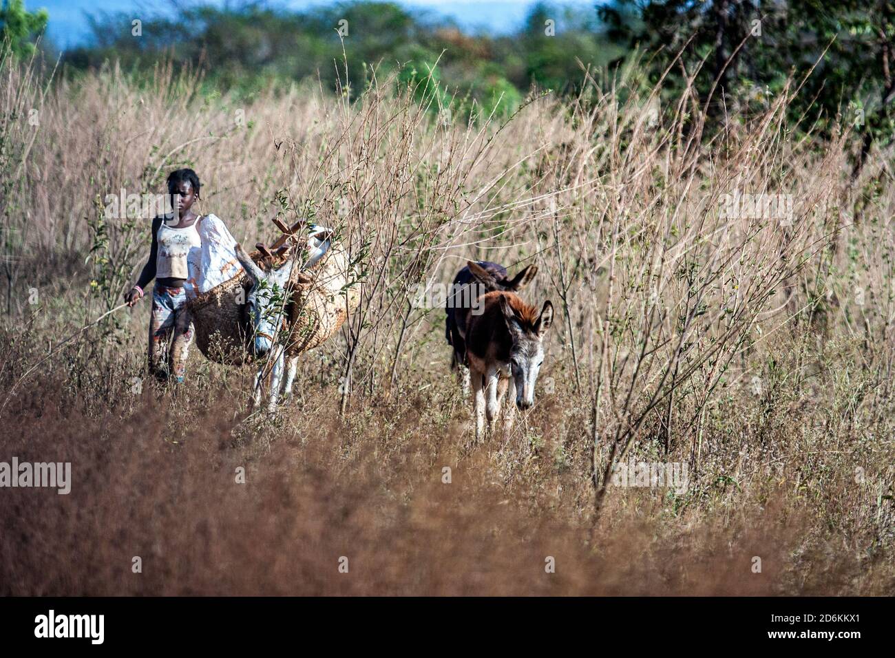 Girl in field with mule Stock Photo - Alamy