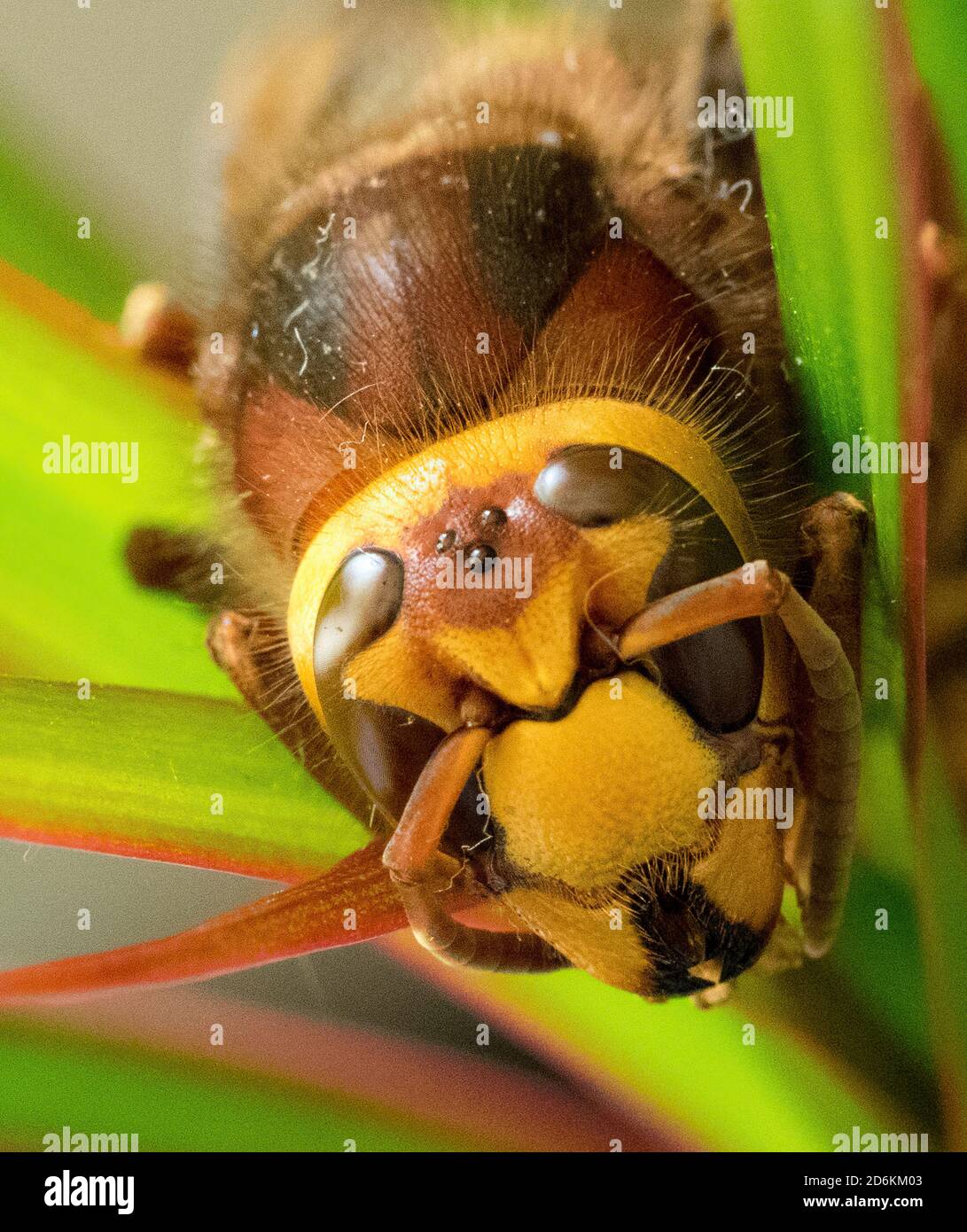 Hornet head hi-res stock photography and images - Alamy