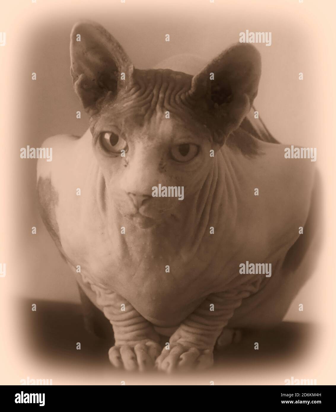 Sphynx pose hi-res stock photography and images - Alamy