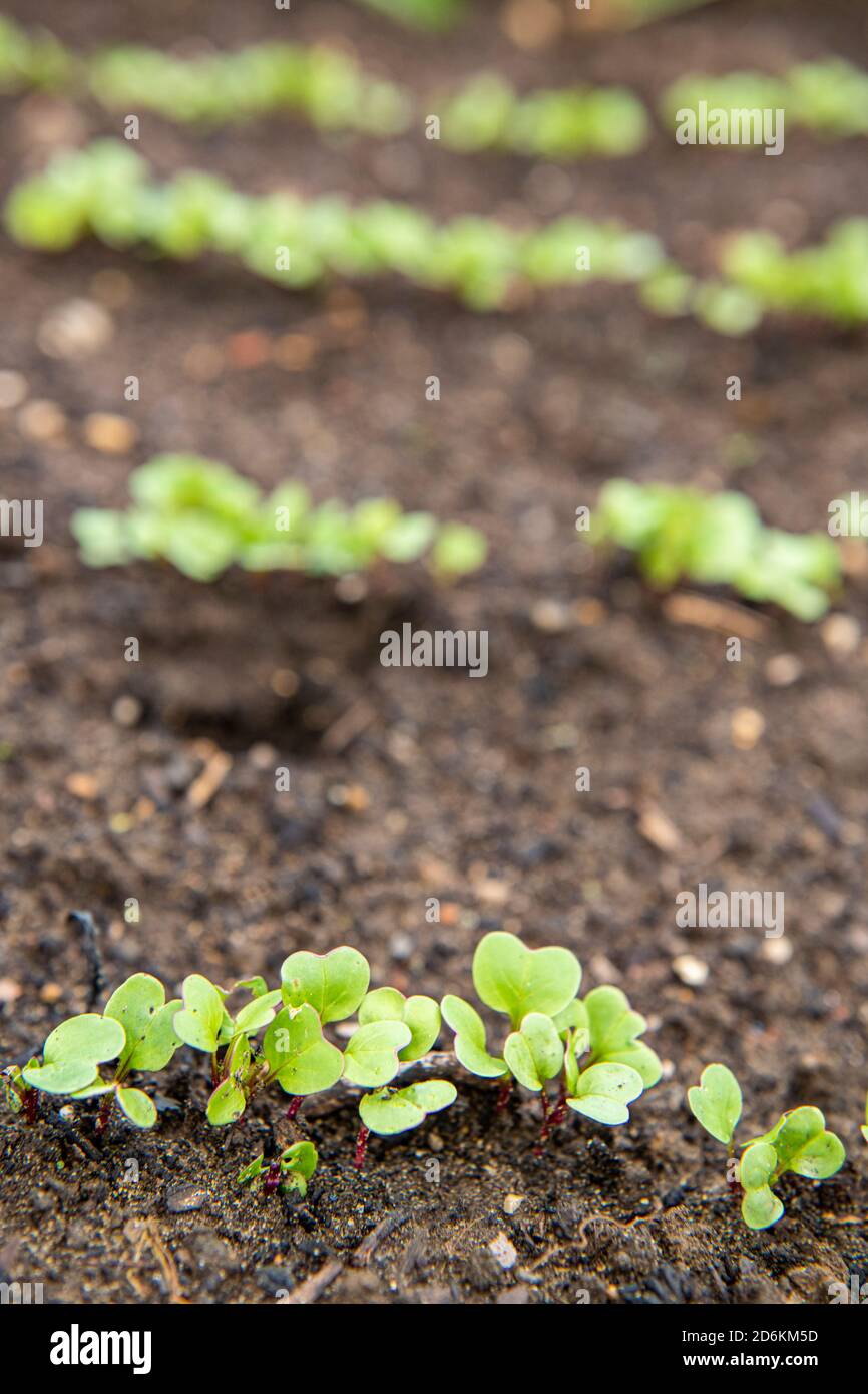 Vegetables rows hi-res stock photography and images - Alamy