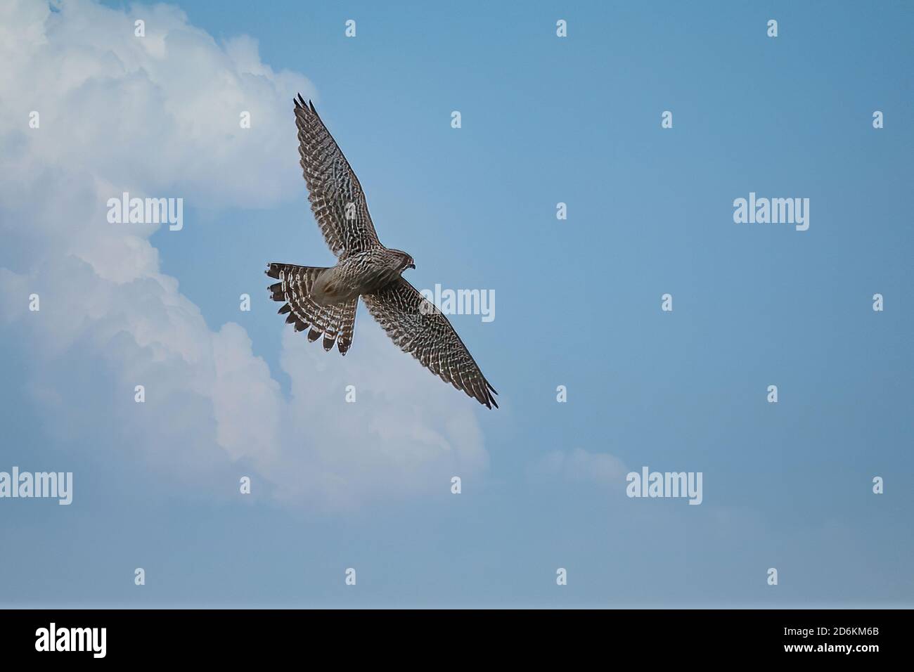 Kestrel in Flight Stock Photo - Alamy