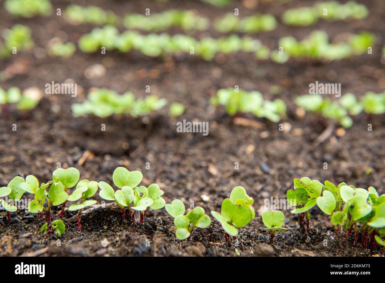 Soil vegetable selection hi-res stock photography and images - Alamy
