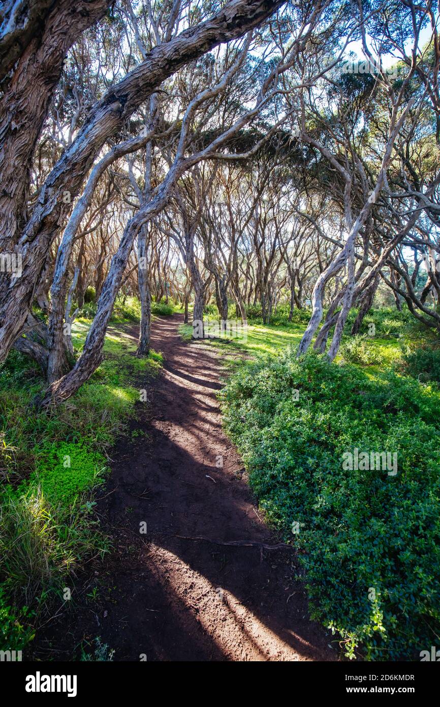 Two Bays Walking Track Stock Photo - Alamy