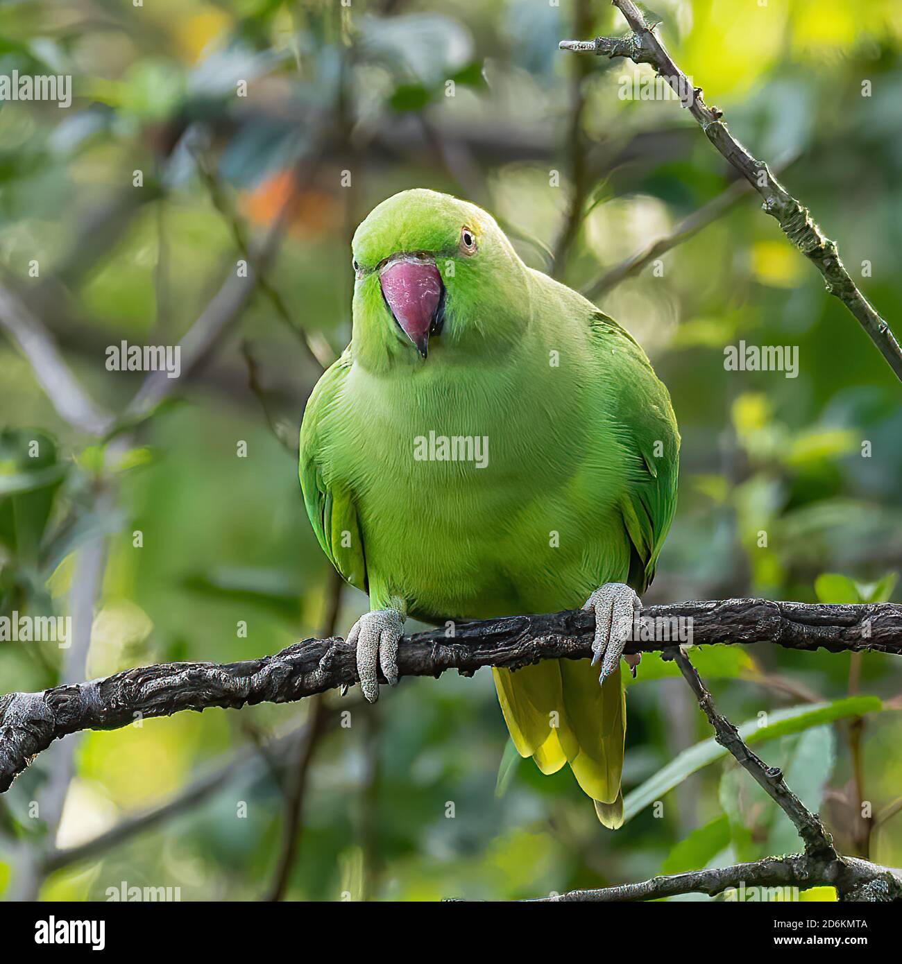 Green parakeet hi-res stock photography and images - Alamy