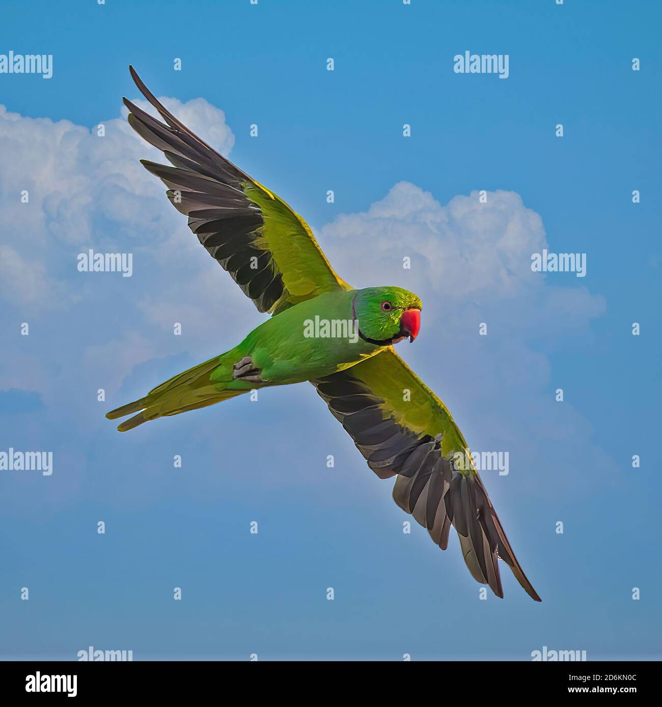Green Parakeet in flight Stock Photo - Alamy