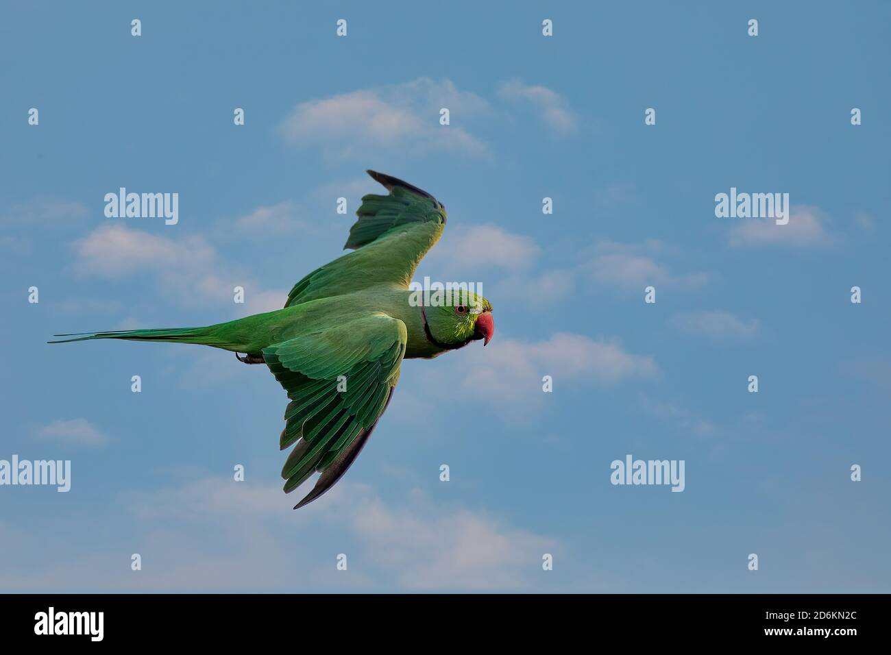 Green Parakeet in flight Stock Photo - Alamy