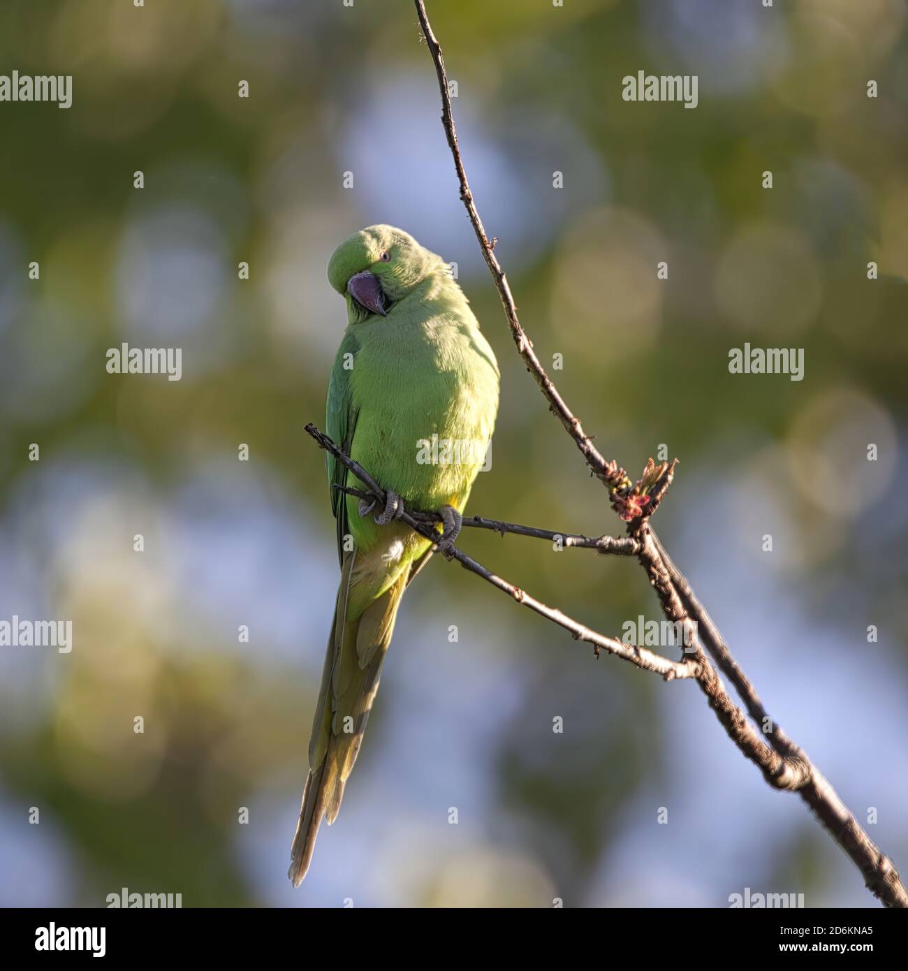 Green parakeet hi-res stock photography and images - Alamy