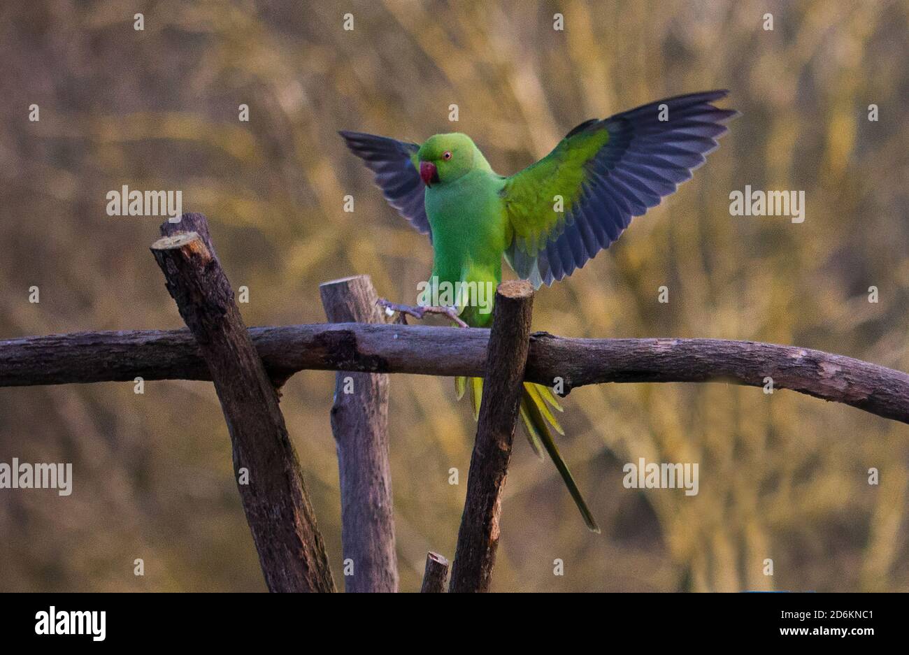 Green Parakeet in flight Stock Photo - Alamy