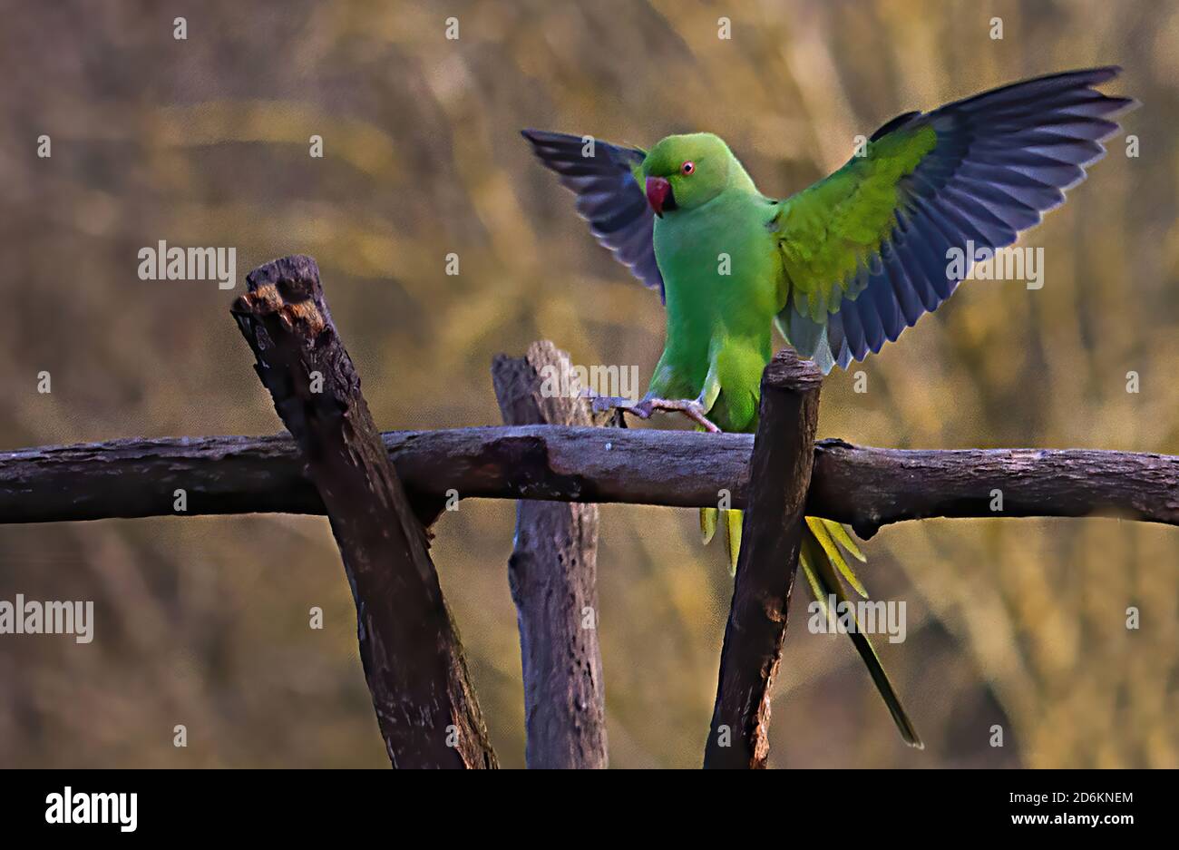 Green Parakeet in flight Stock Photo - Alamy
