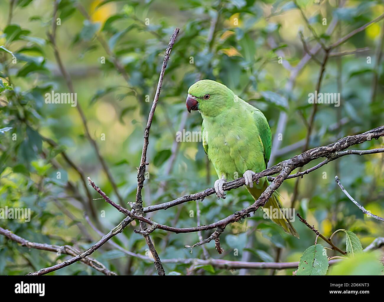 Green parakeet hi-res stock photography and images - Alamy