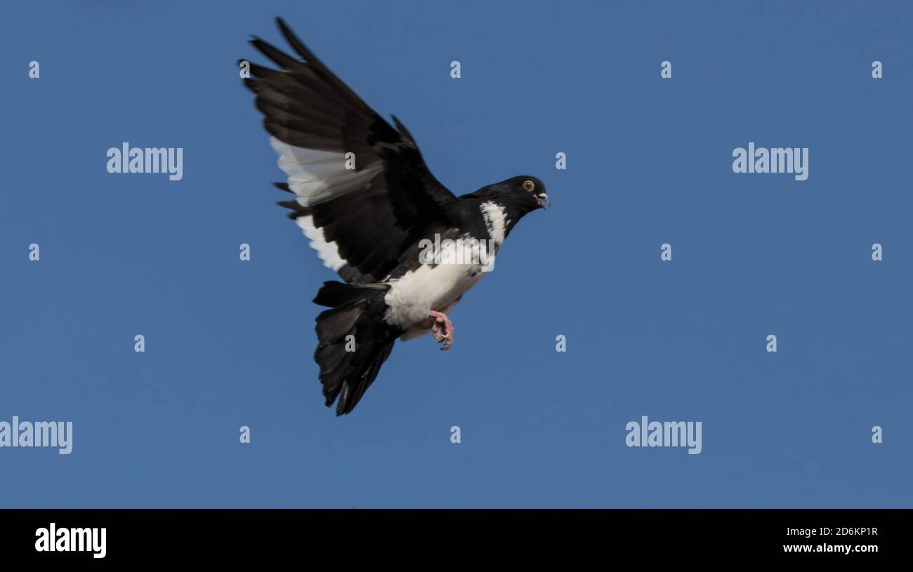 Pigeon in flight Stock Photo - Alamy