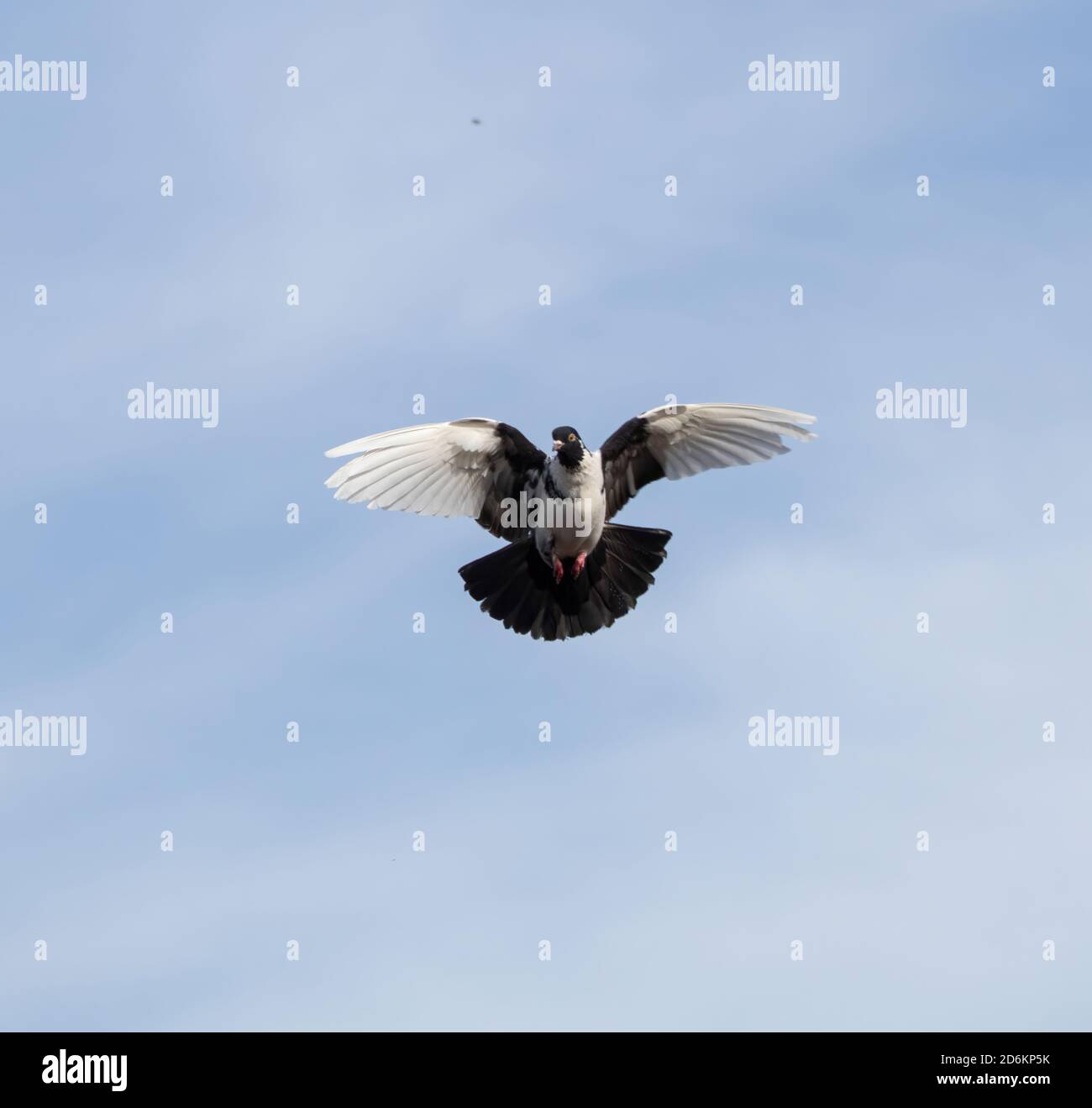 Pigeon in flight Stock Photo - Alamy