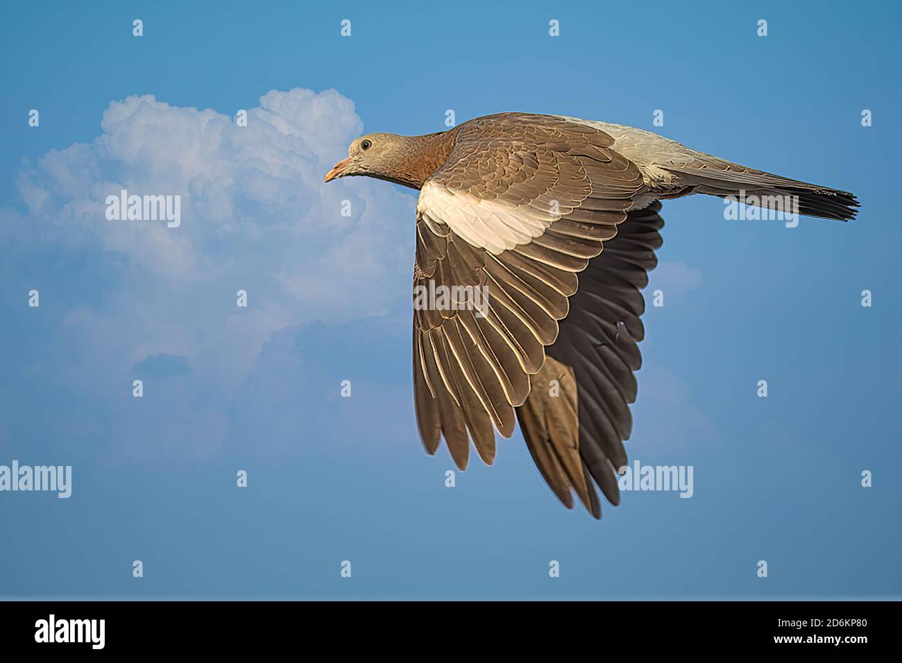 Homing pigeon flight hi-res stock photography and images - Alamy