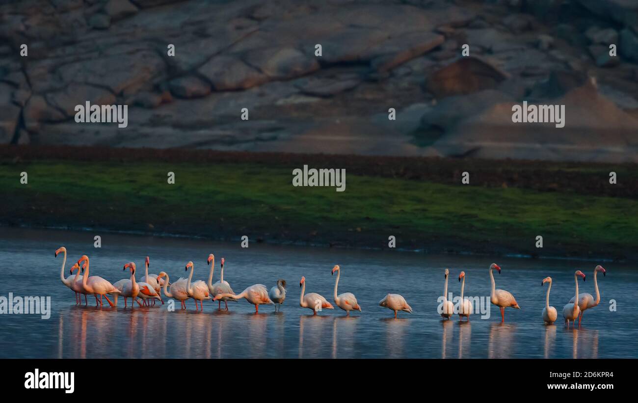 Lesser flamingos bathing their beautiful pink colour in the cool ...