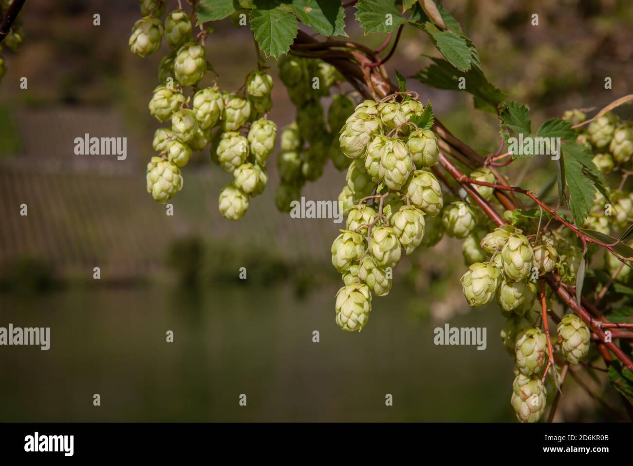 Wild hops hi-res stock photography and images - Alamy