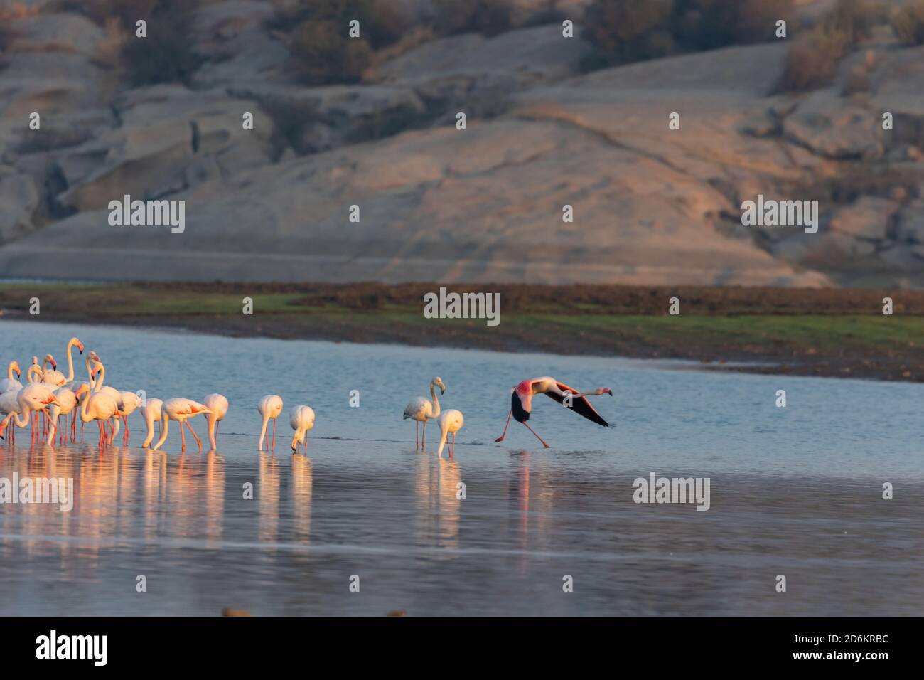 A lesser flamingo running in water to take off in the morning glow of ...