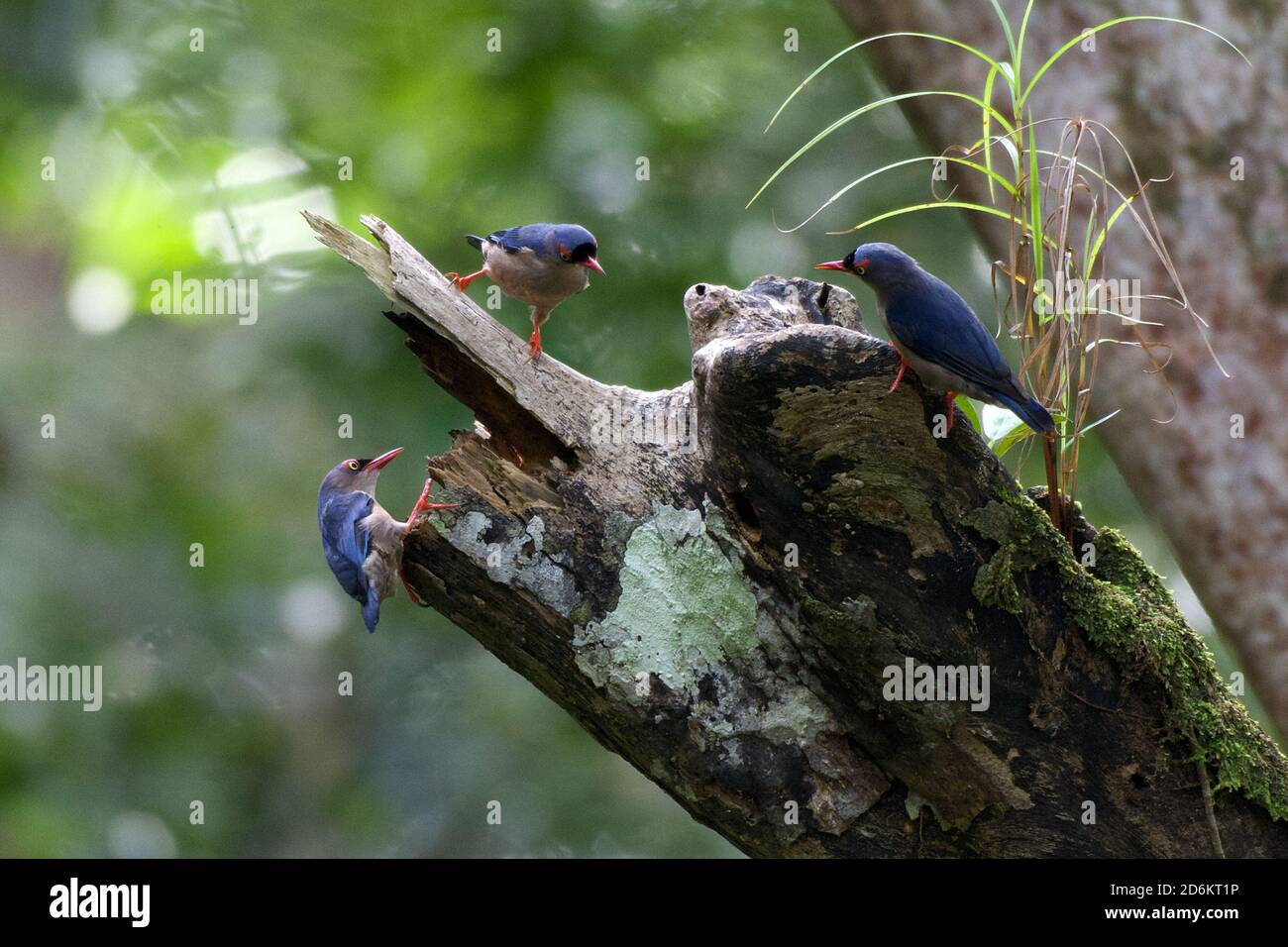 Velvet-fronted Nuthatch (Sitta frontalis Stock Photo - Alamy
